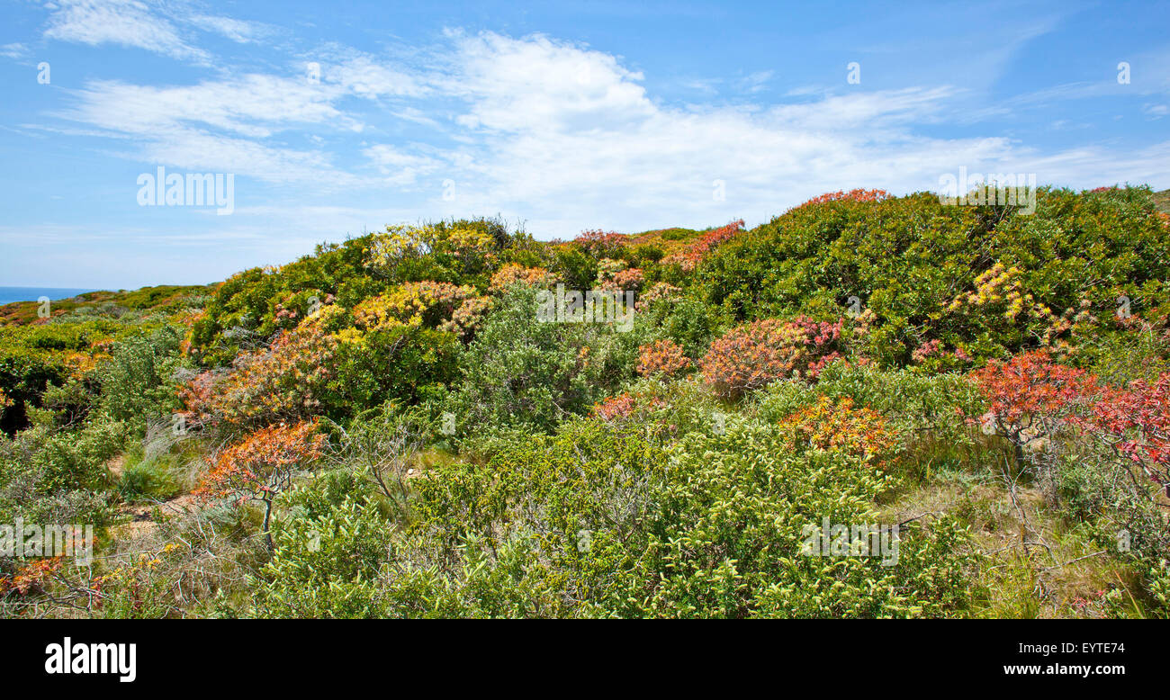 Macchia bushes hi-res stock photography and images - Alamy