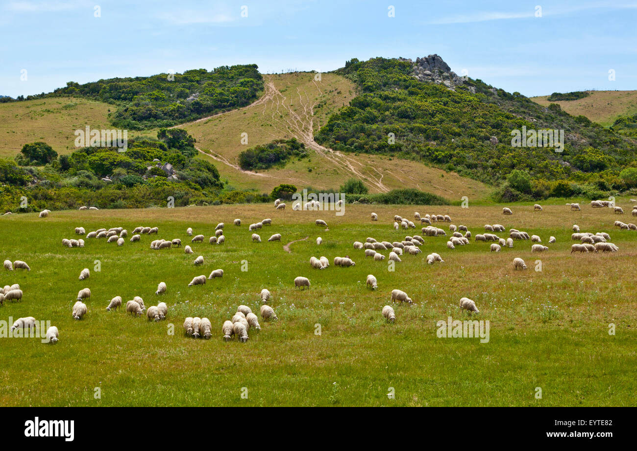 Italy, Sardinia, flock of sheep Stock Photo - Alamy