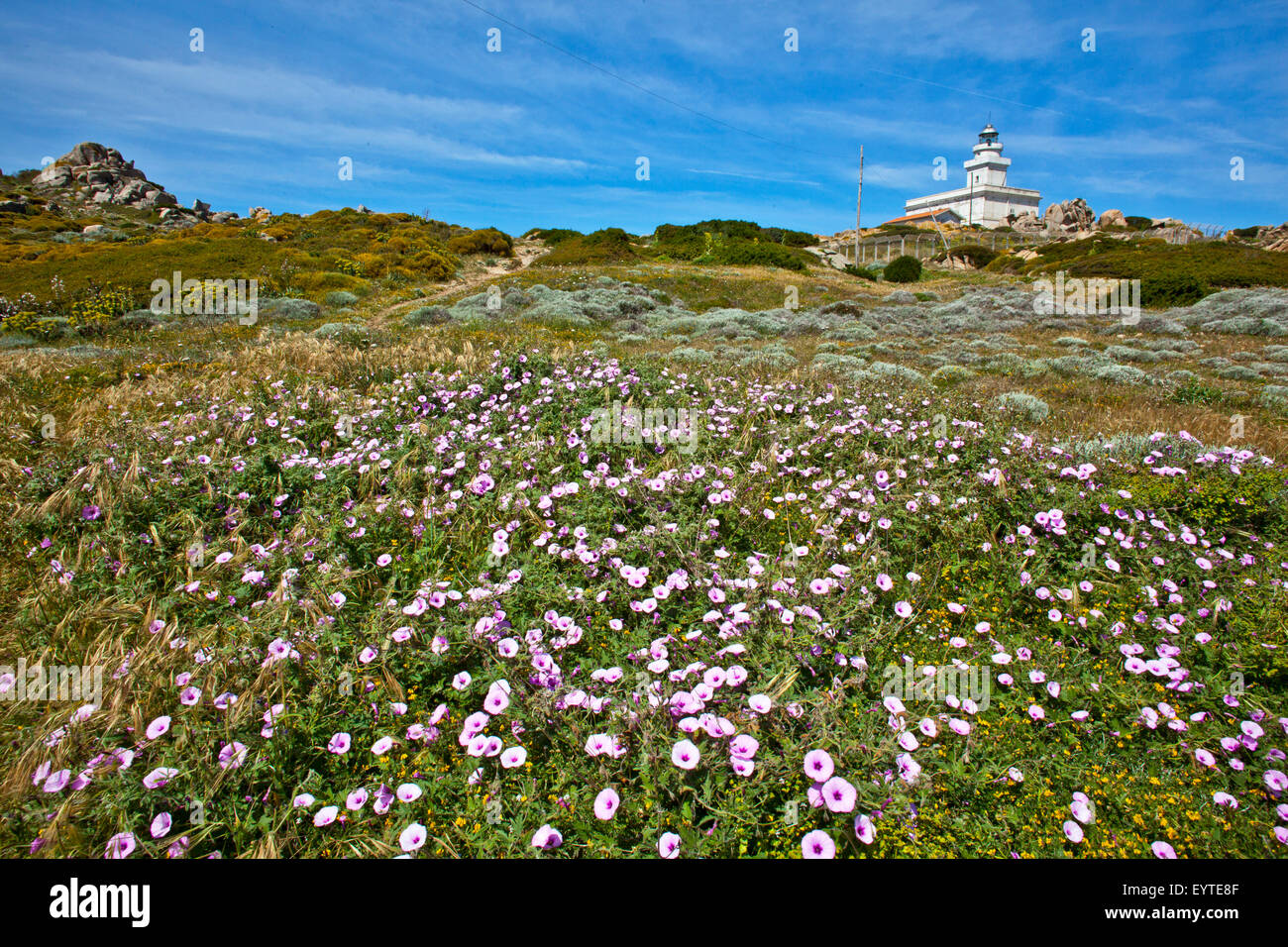 Macchia bushes hi-res stock photography and images - Alamy