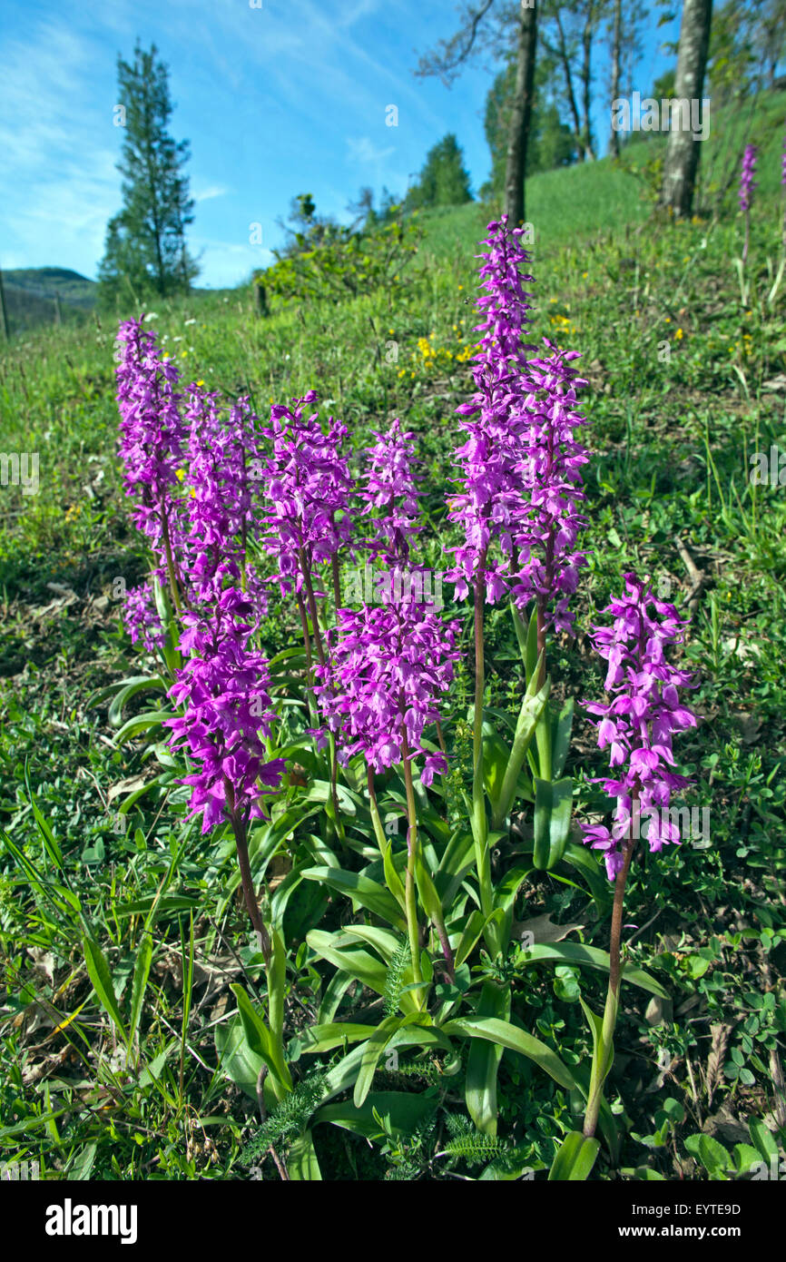 Mountain pasture, orchis Stock Photo - Alamy