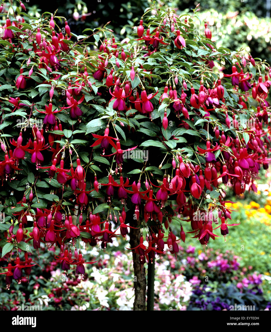 Fuchsien hi-res stock photography and images - Alamy