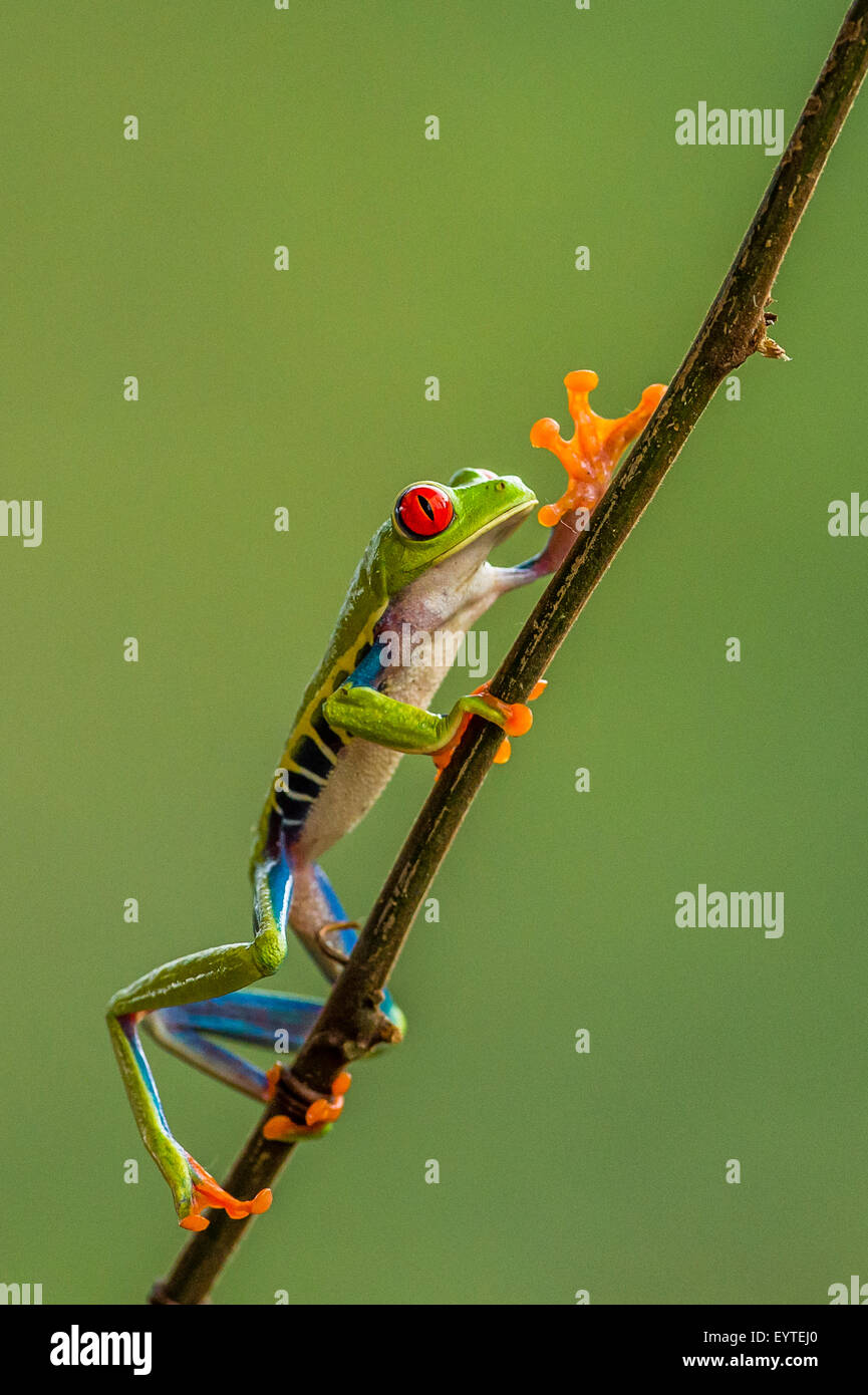 A Red-eyed Tree Frog climbing a stick Stock Photo - Alamy