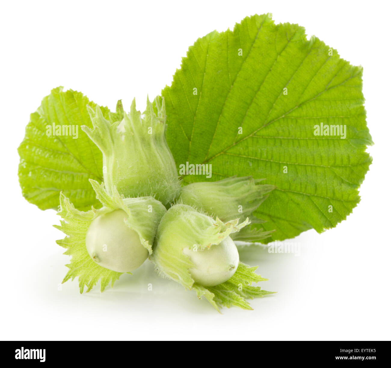 green hazelnuts isolated on the white background Stock Photo - Alamy