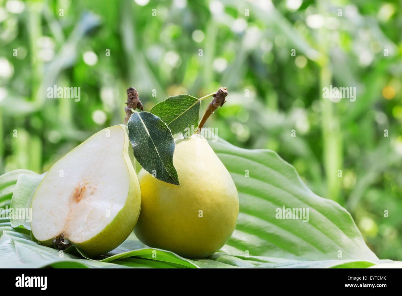 Pears and pears hi-res stock photography and images - Alamy