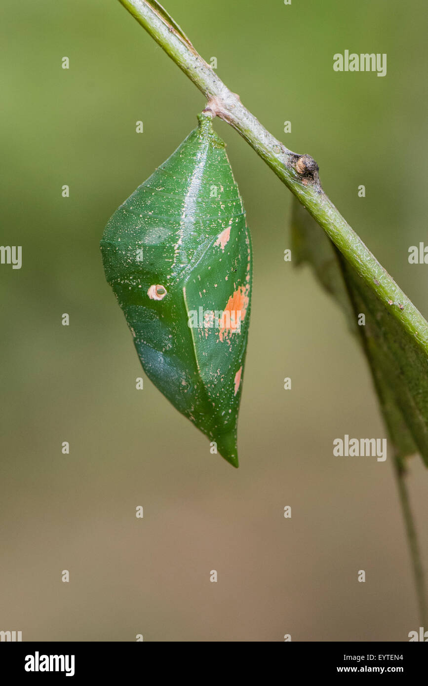 Prepona hi-res stock photography and images - Alamy