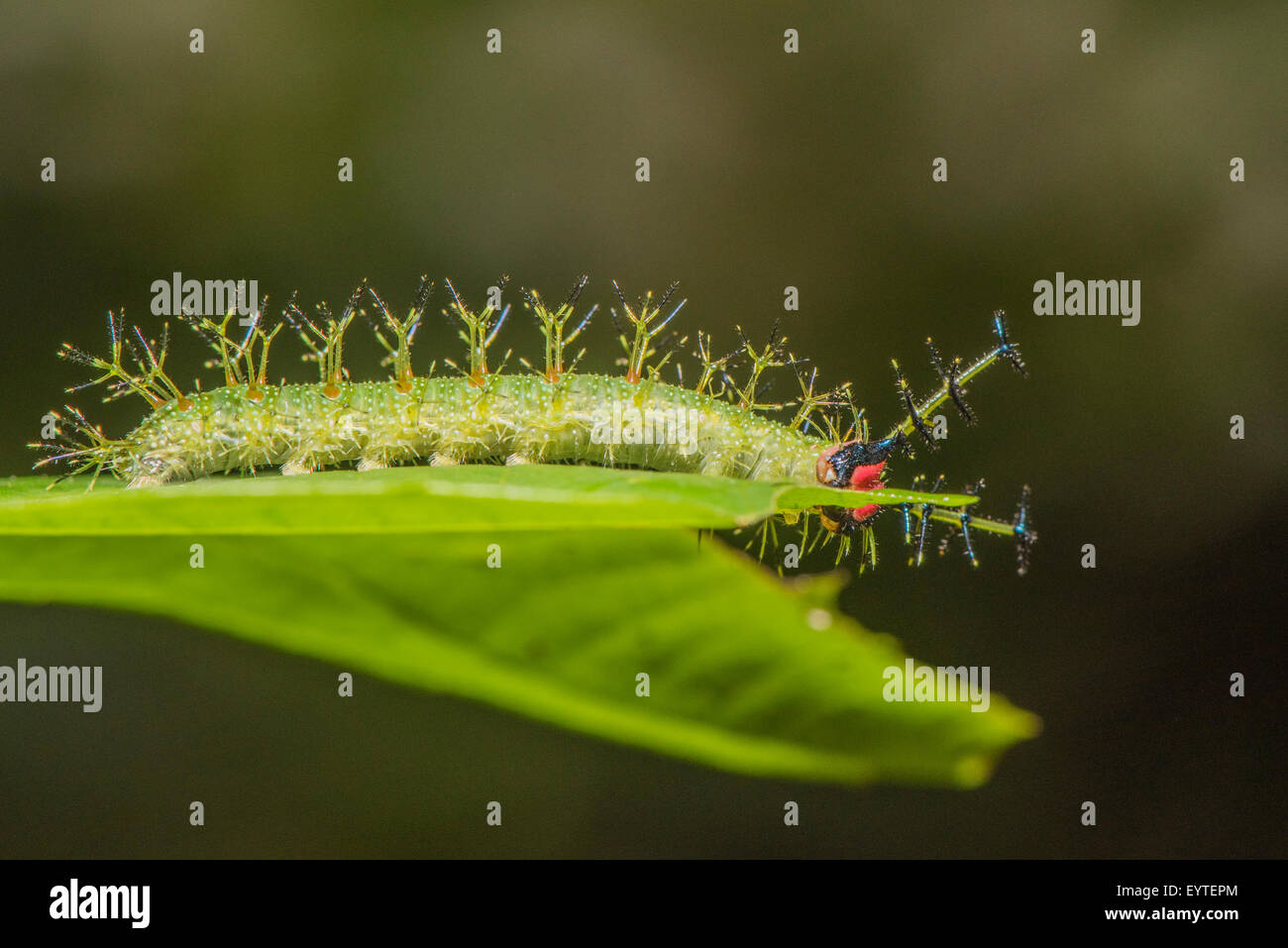 A larva of the Yellow-tufted Prepona butterfly Stock Photo - Alamy