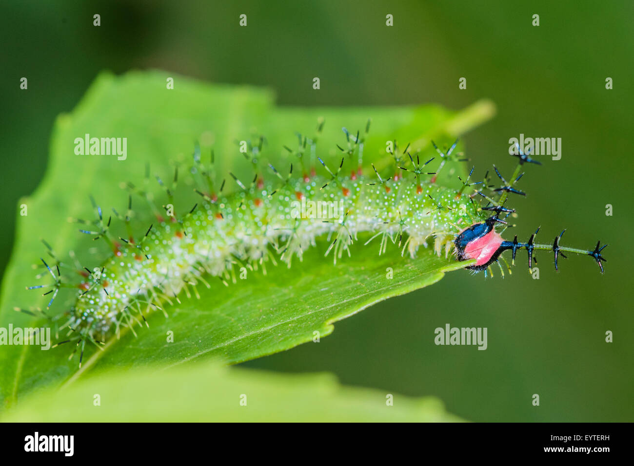 A larva of the Yellow-tufted Prepona butterfly Stock Photo - Alamy