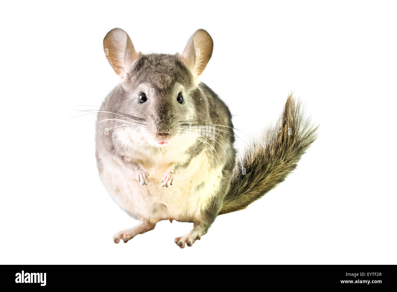 Chinchilla Cut Out Stock Images & Pictures - Alamy