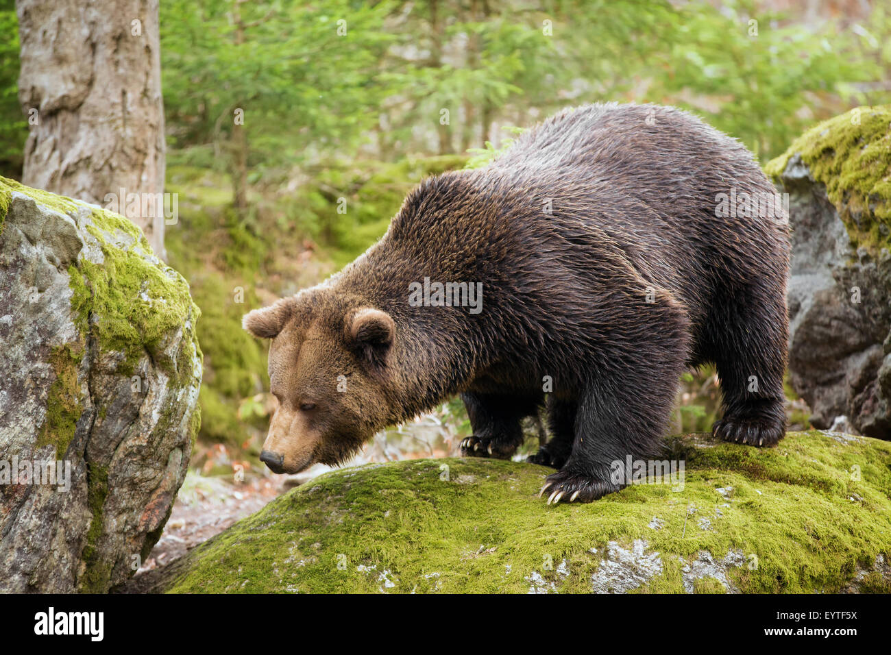 Brown bear (Ursus arctos) looking from the rock, Bavarian Forest ...