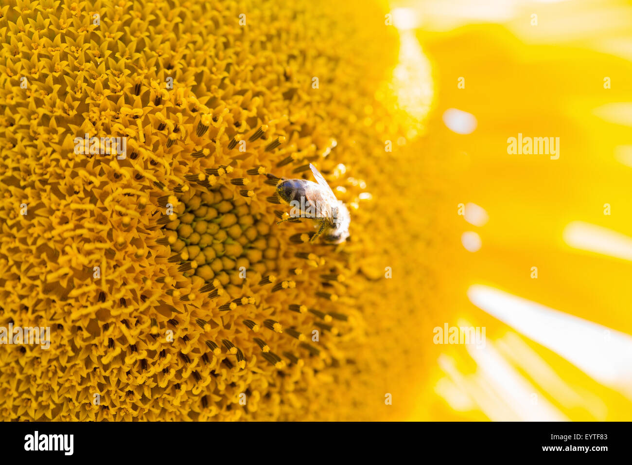 Sunflower honey bee hi-res stock photography and images - Alamy