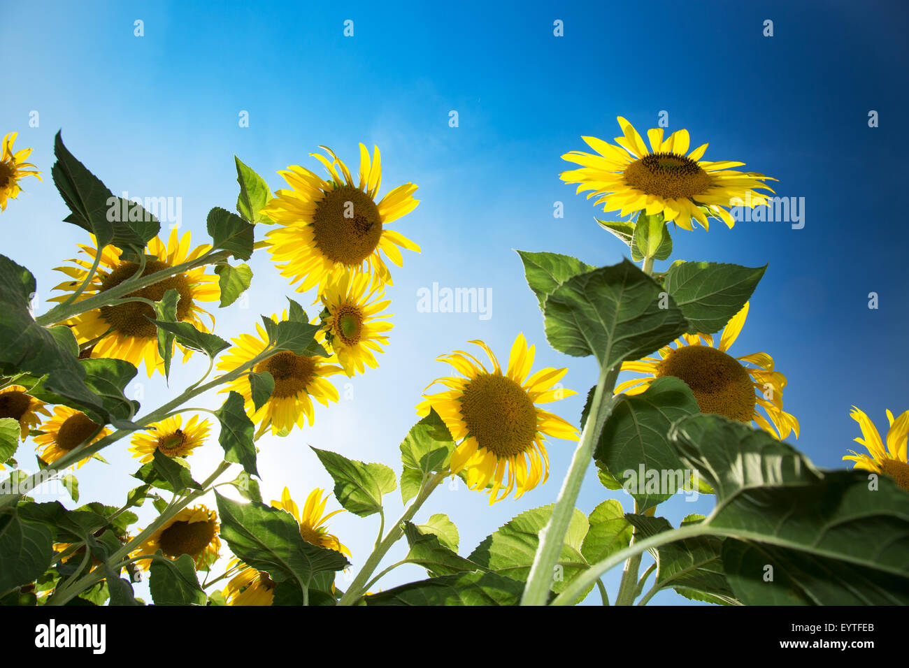 Sky and sunflowers hi-res stock photography and images - Alamy