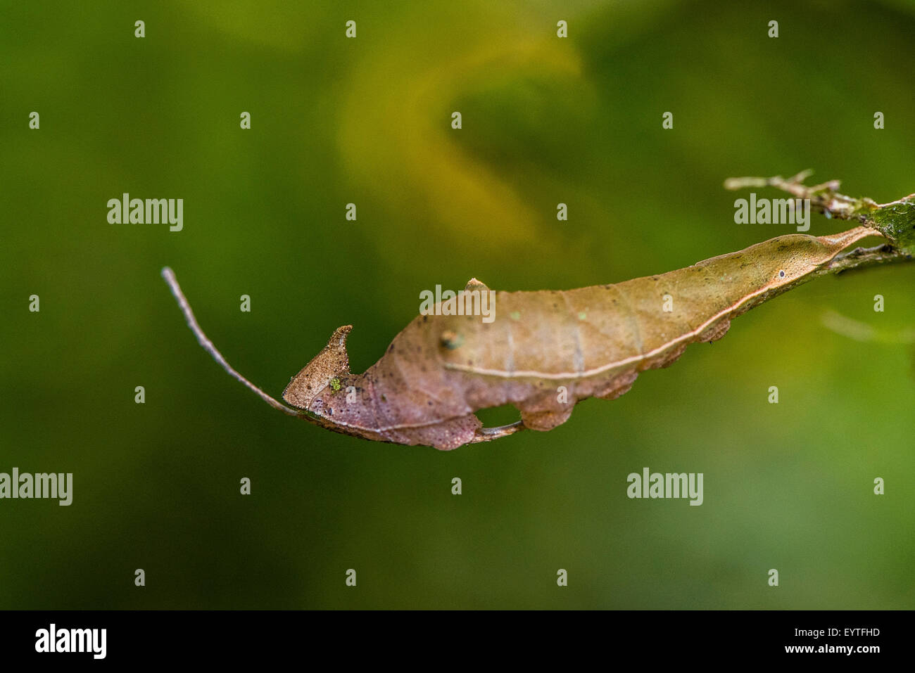 Prepona butterfly hi-res stock photography and images - Alamy