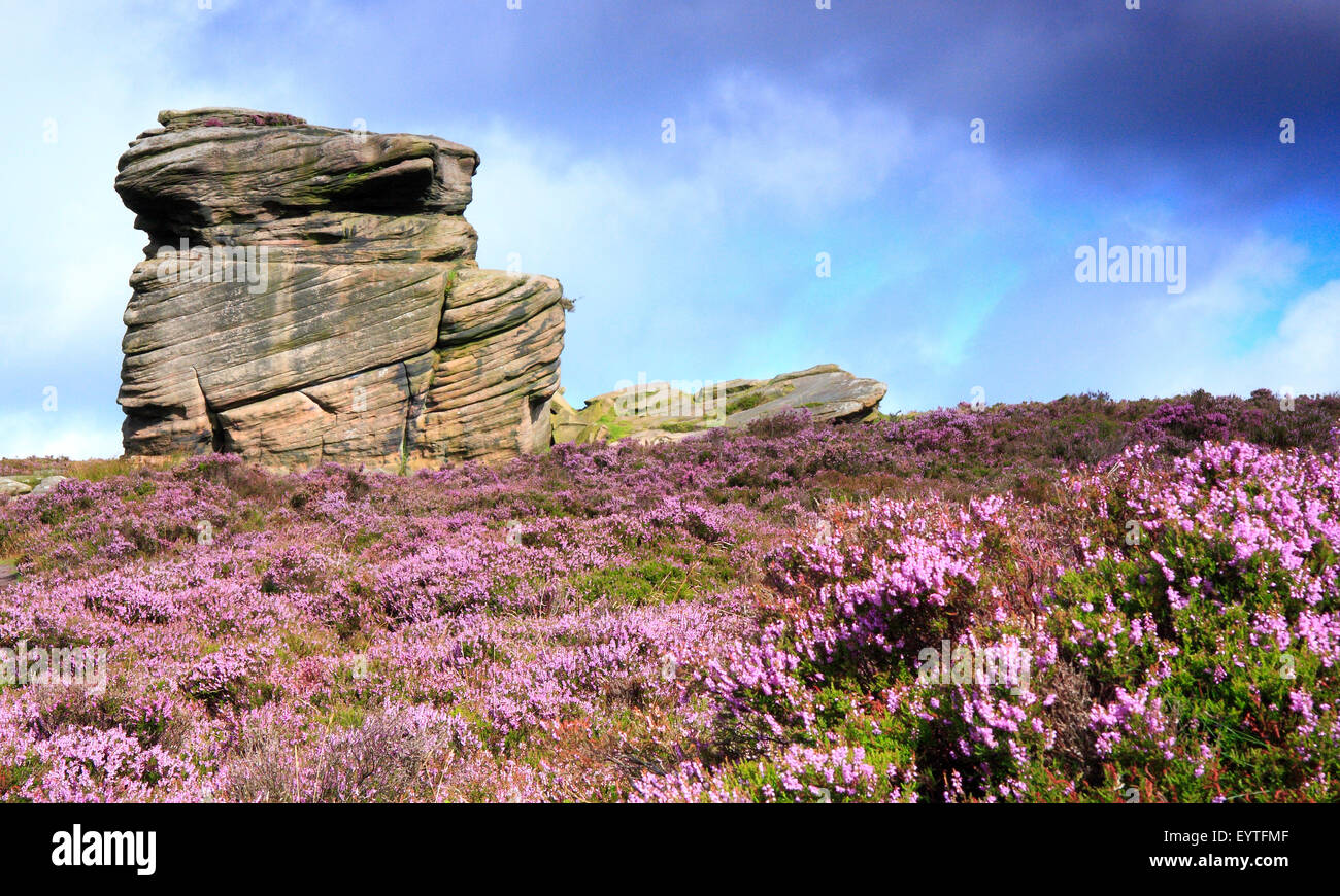 Mother Cap, a rocky outcrop on Over OWler Tor surrounded by flowering ...