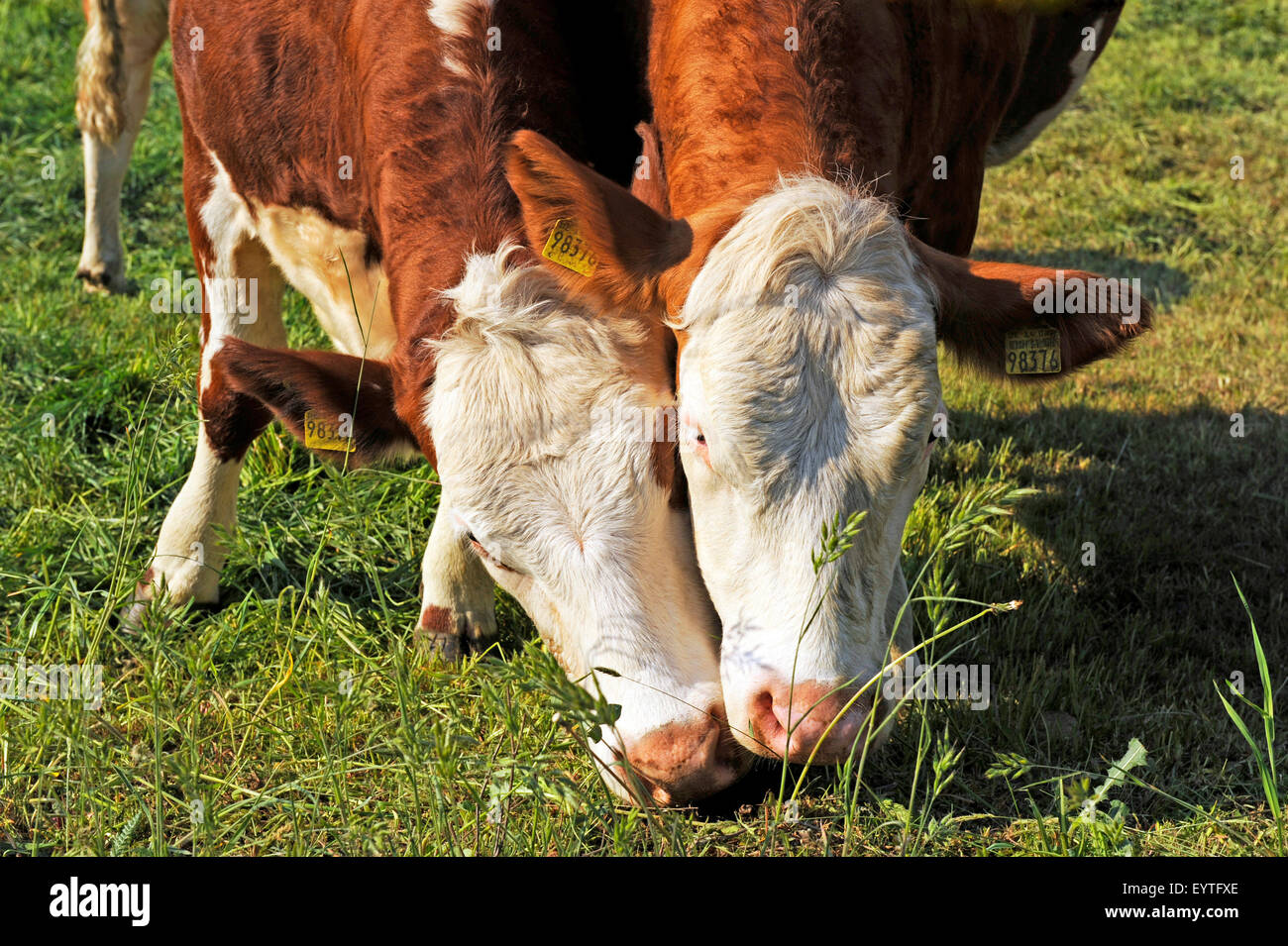 Two cows of the hybrid cattle race red depression spot cattle, graze on ...