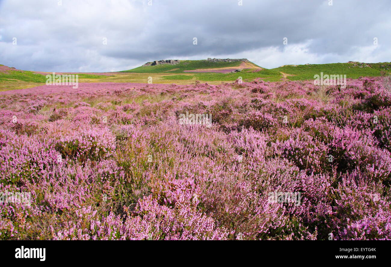 Heather flowering hi-res stock photography and images - Alamy