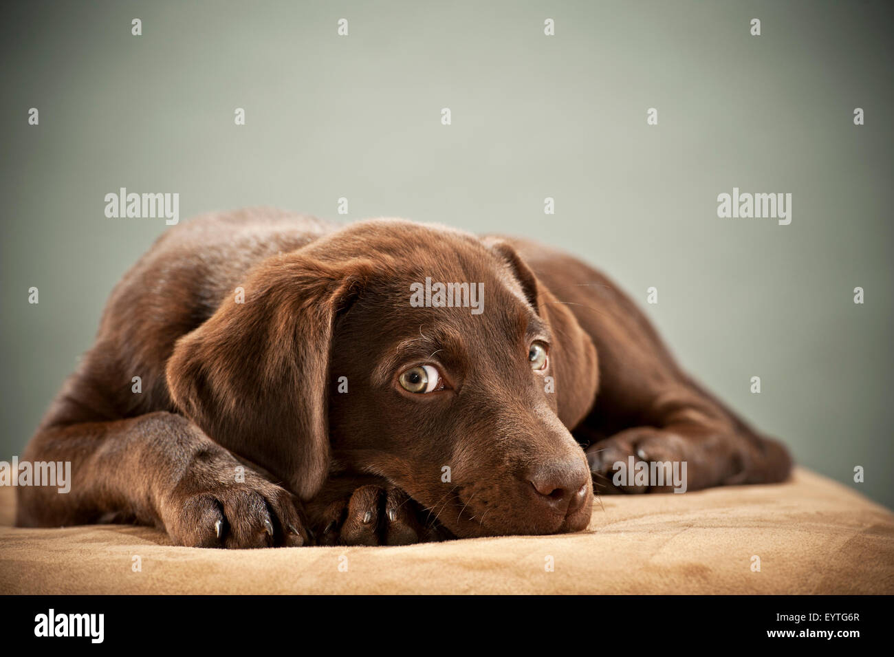 Puppy on ottoman with pity look Stock Photo - Alamy