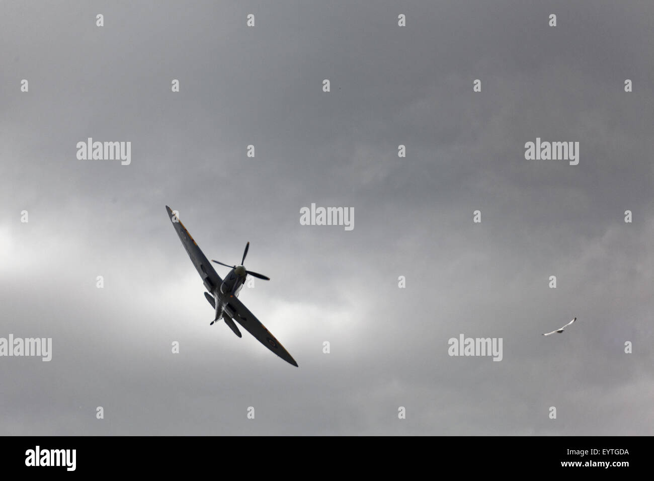 Spitfire Aircraft in Flight, with a seagull Stock Photo - Alamy