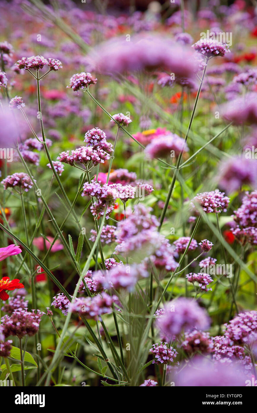 Flowers, plants, flower meadow, flora Stock Photo - Alamy