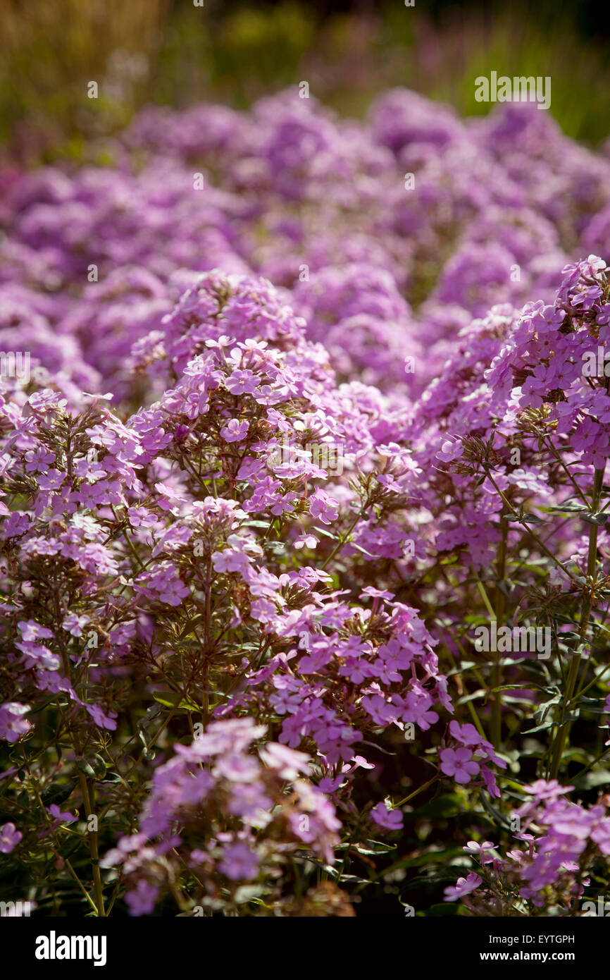 Flowers, plants, flower meadow, flora Stock Photo - Alamy