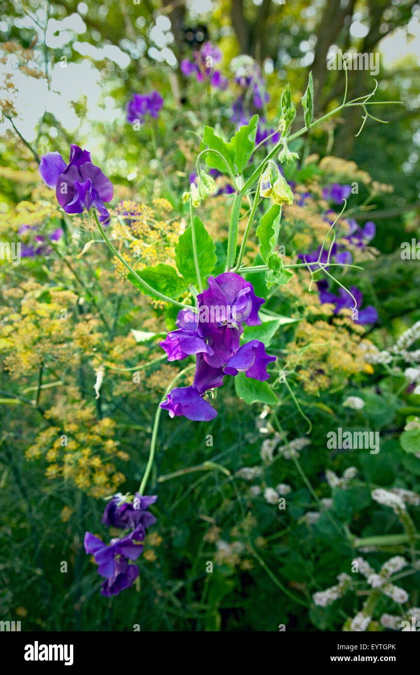 Flowers, plants, flower meadow, flora Stock Photo - Alamy