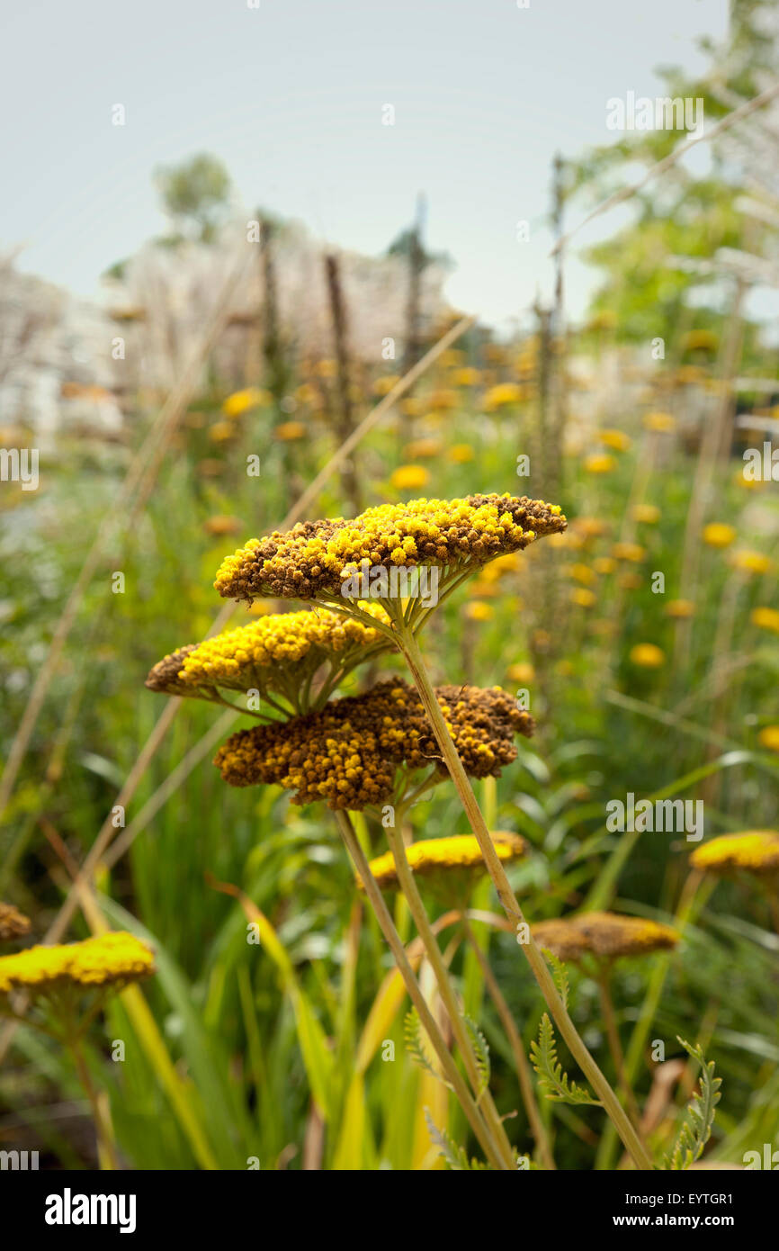 Flowers, plants, golden sheaf, flora Stock Photo - Alamy