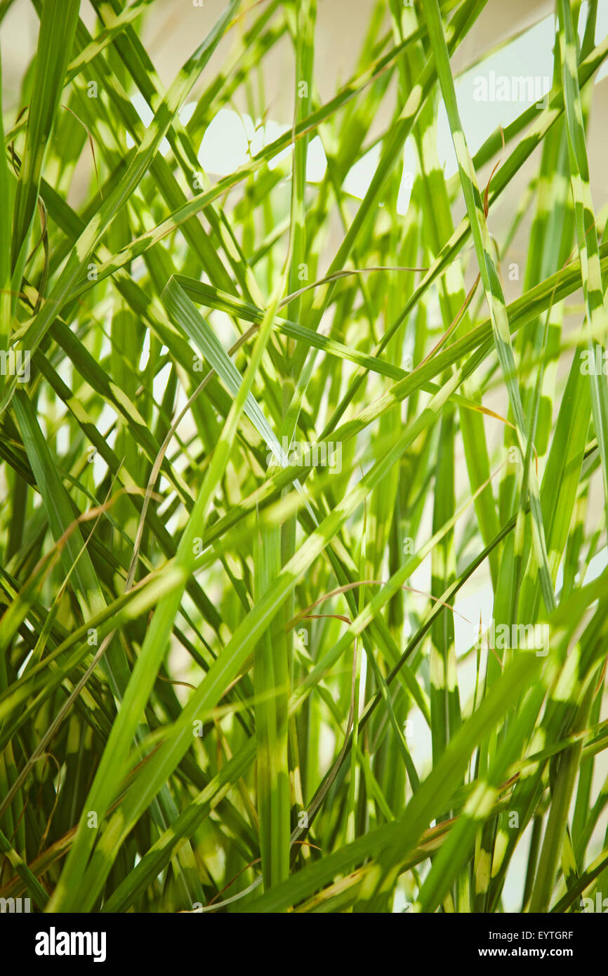 grasses, plants, flora, botany Stock Photo - Alamy