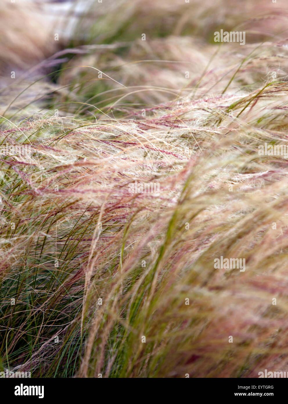 Grass, plants, flora, botany Stock Photo - Alamy