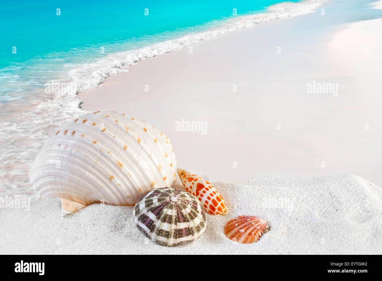 Sea Shells On Caribbean Beach Stock Photo - Alamy