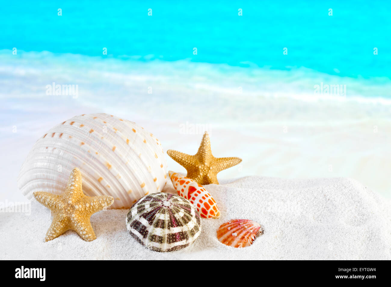 Shells On White Tropical Beach Stock Photo - Alamy