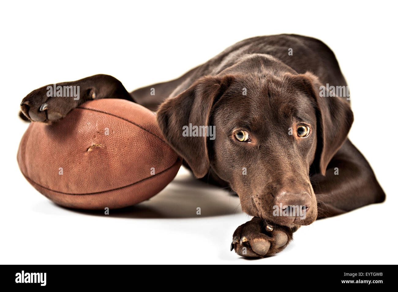 Dog resting his paw on American football. Photo isolated on white ...