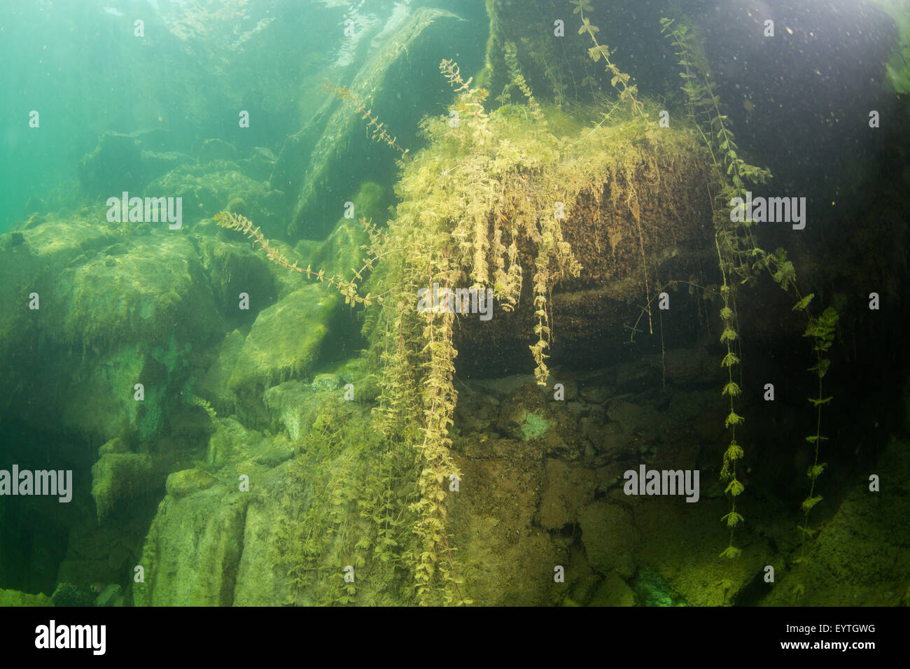 Underwater landscape freshwater lake Stock Photo - Alamy