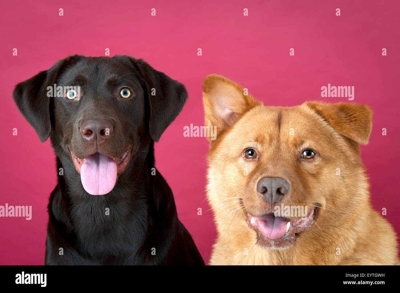 Two dogs together posing in front of a pink background Stock Photo - Alamy