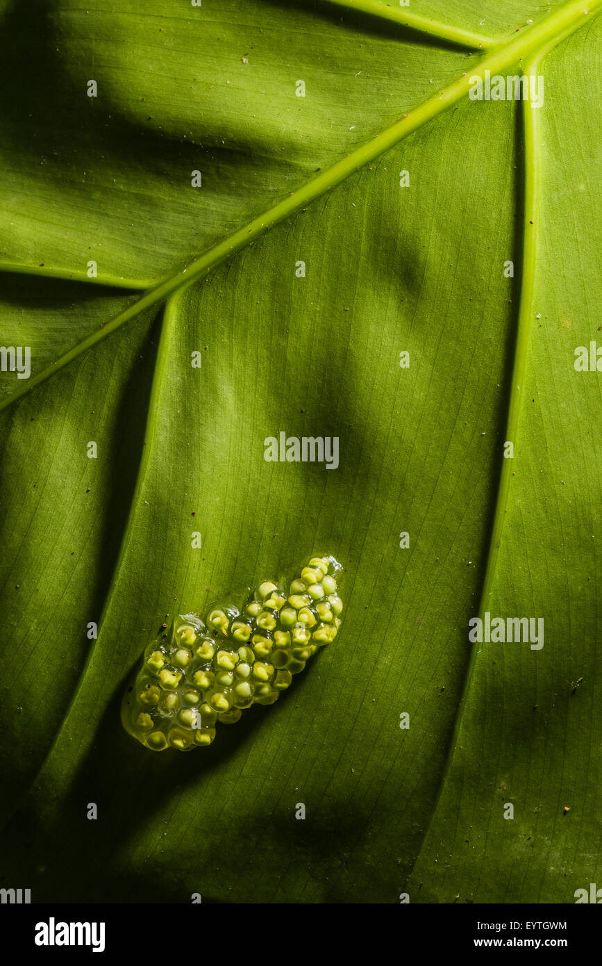 Eggs of the Red-eyed Tree Frog Stock Photo - Alamy