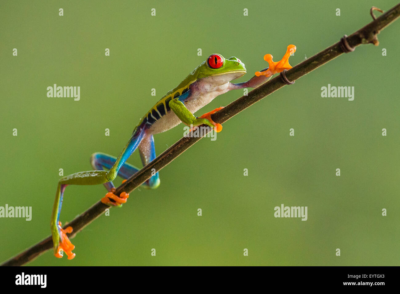 A Red-eyed Tree Frog climbing a stick Stock Photo - Alamy