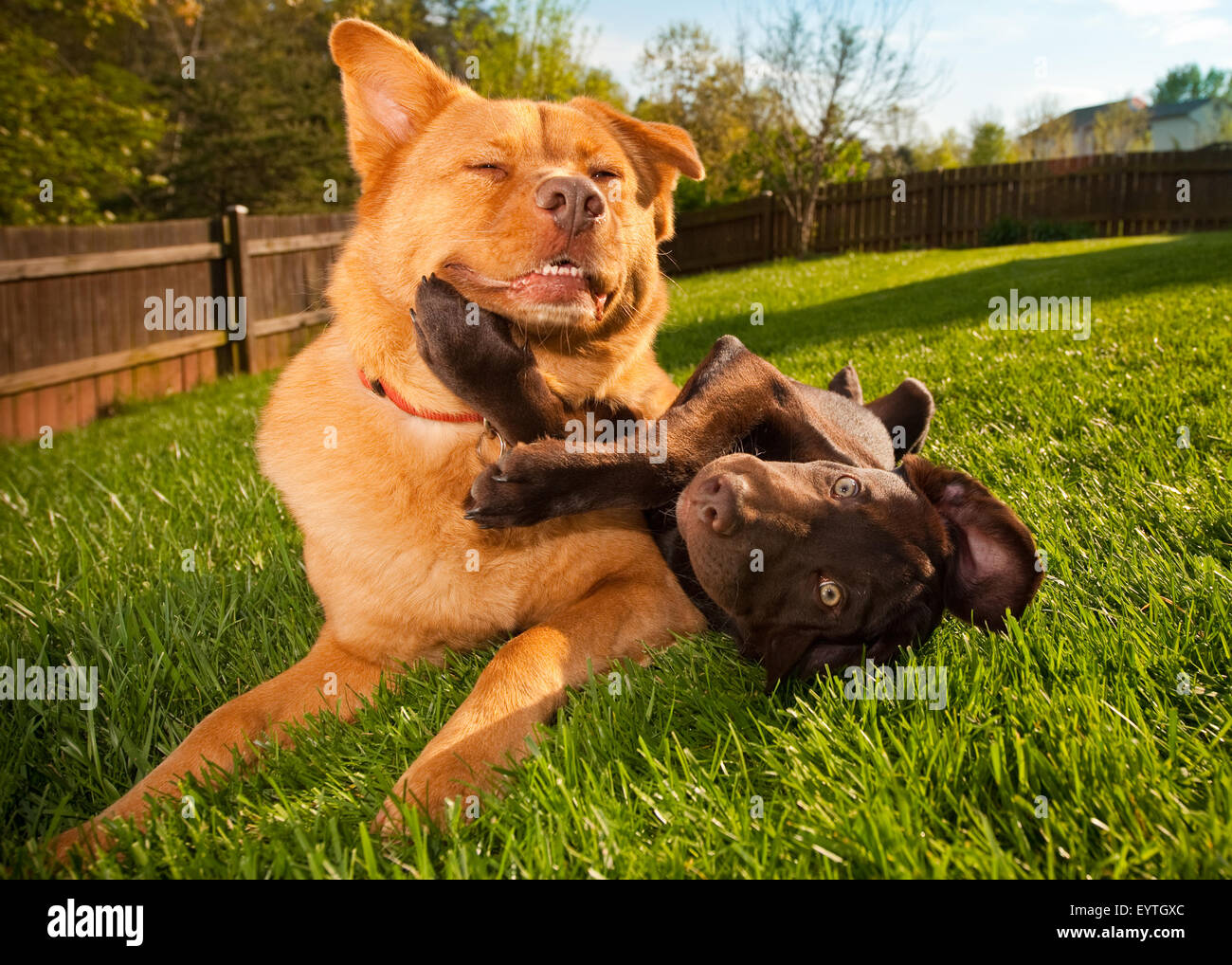 Two playfull dogs chilling in the yard Stock Photo - Alamy