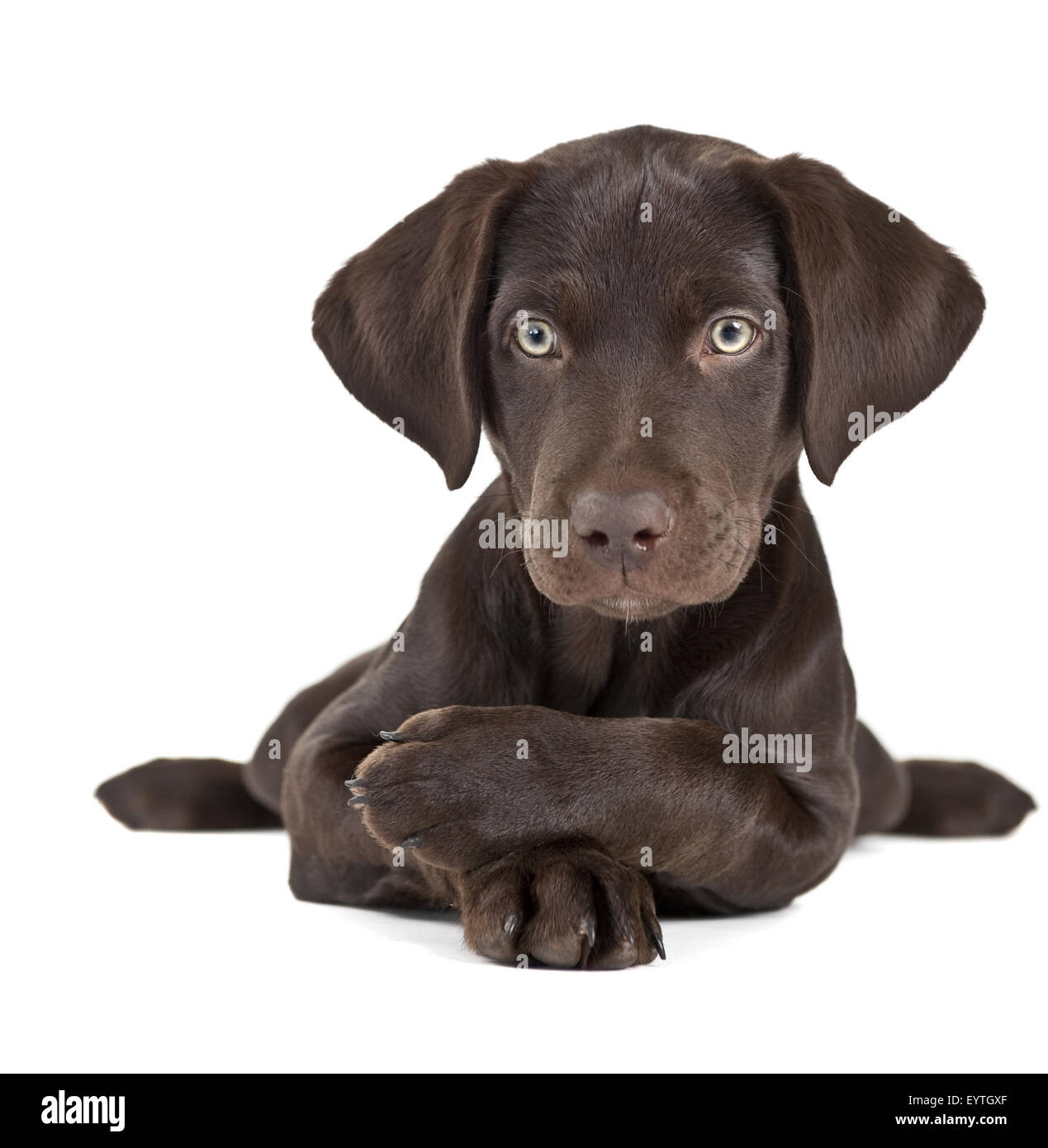 Cute brown puppy posing with paws crossed Stock Photo - Alamy