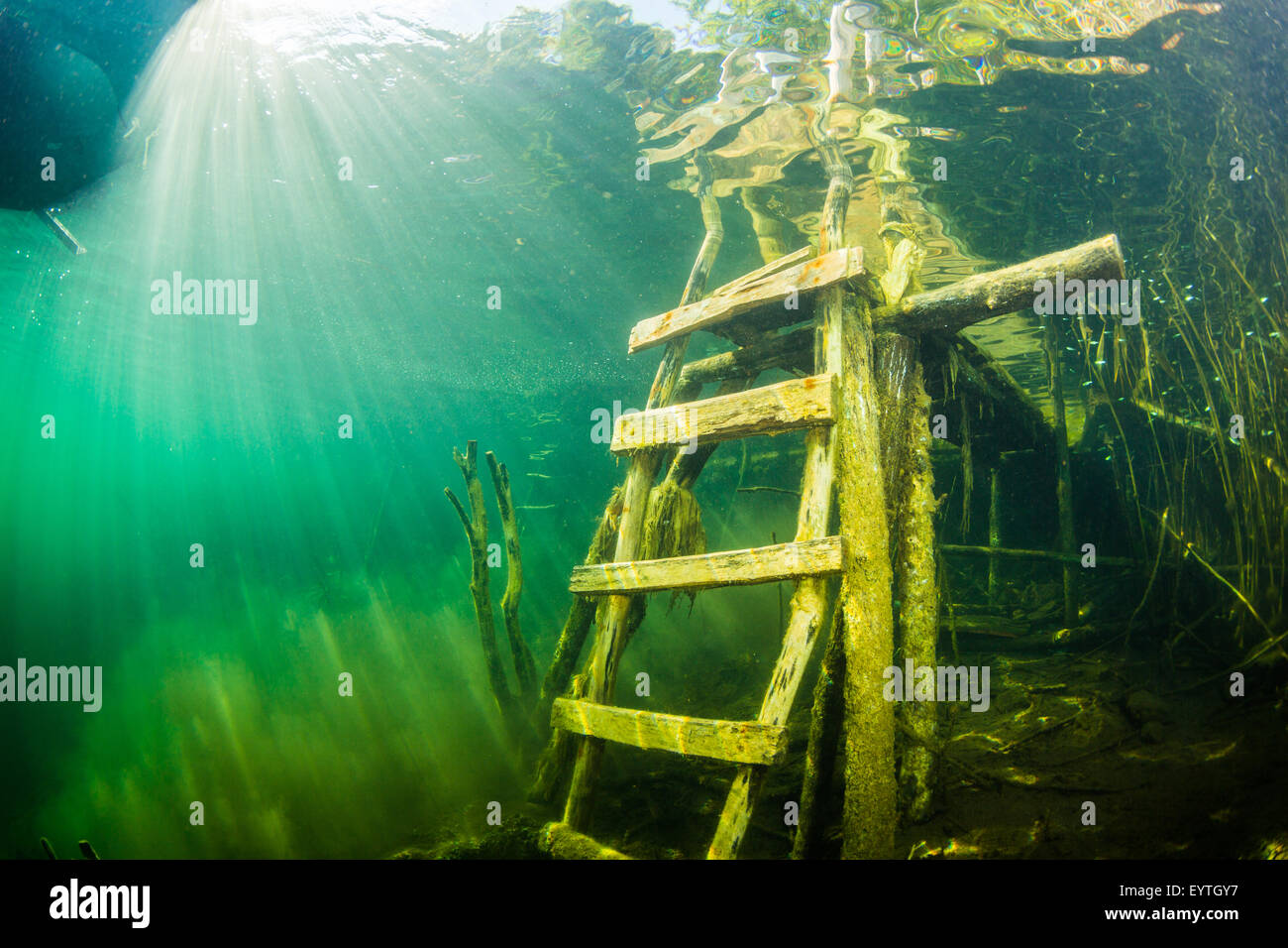 Underwater landscape freshwater lake Stock Photo - Alamy