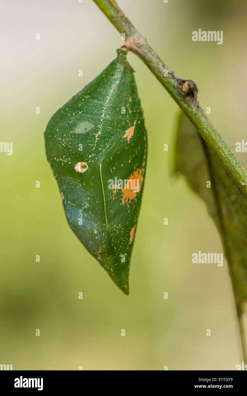 A pupa of the Yellow-tufted Prepona butterfly Stock Photo - Alamy
