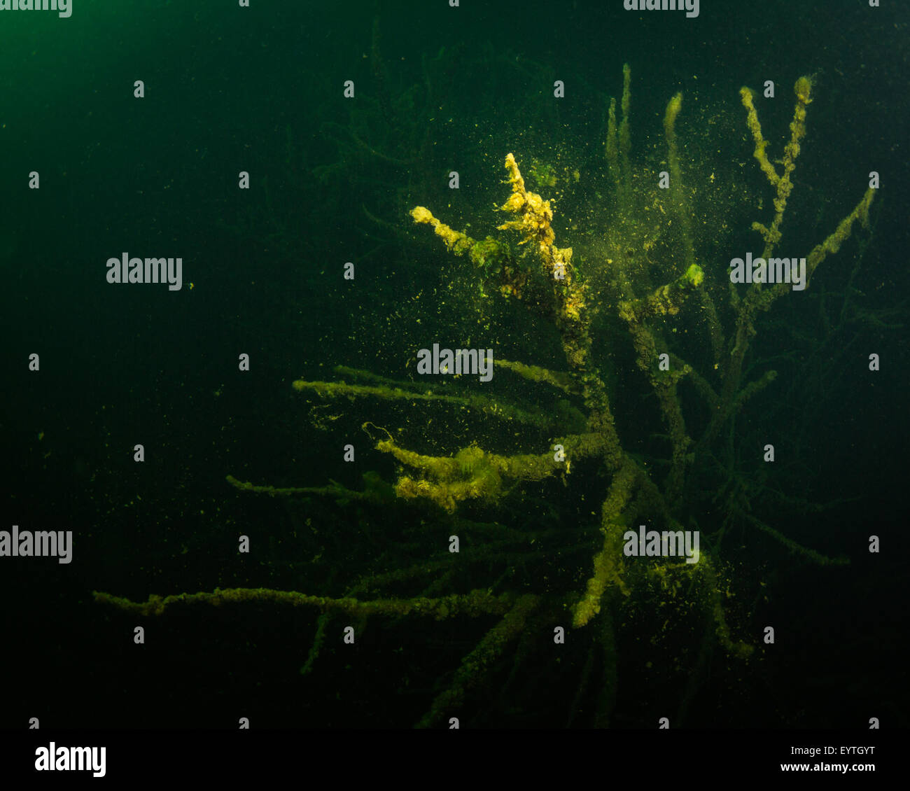 Underwater landscape freshwater lake Stock Photo - Alamy