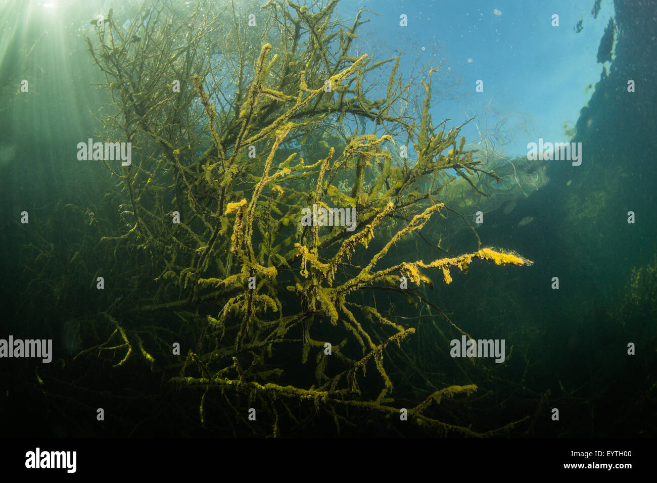 Underwater landscape freshwater lake Stock Photo - Alamy