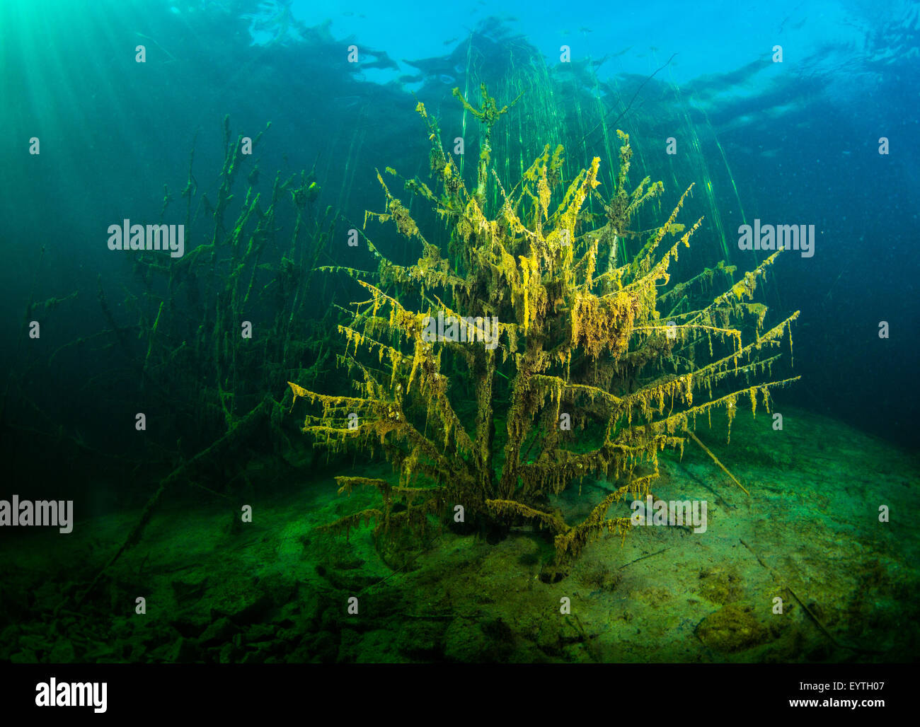 Underwater landscape freshwater lake Stock Photo - Alamy