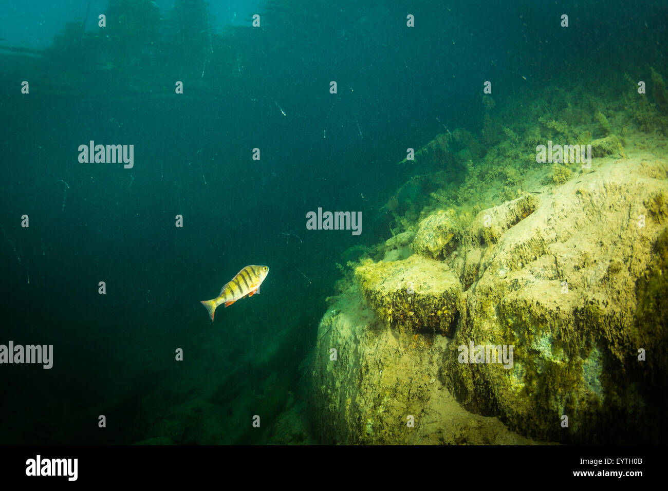 Underwater landscape freshwater lake Stock Photo - Alamy
