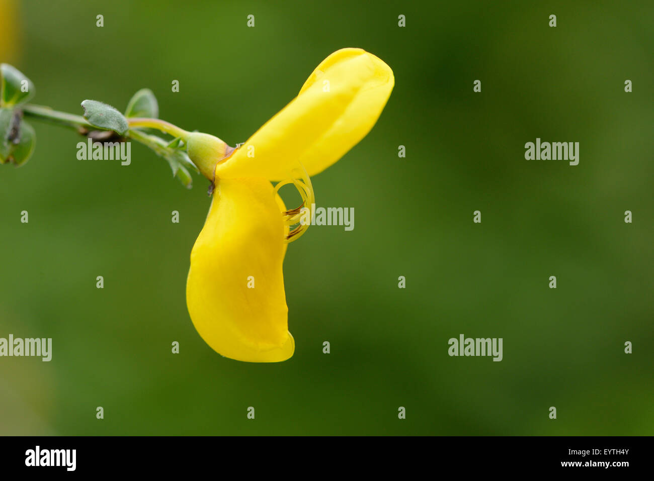 German broom, Genista germanica, blossom yellow, close-up Stock Photo ...