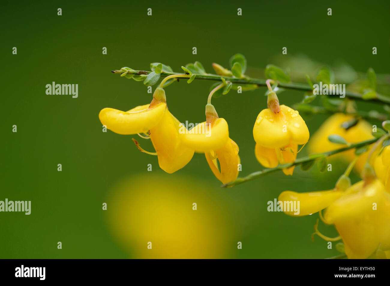 German broom, Genista germanica, blossom, yellow, close-up Stock Photo ...