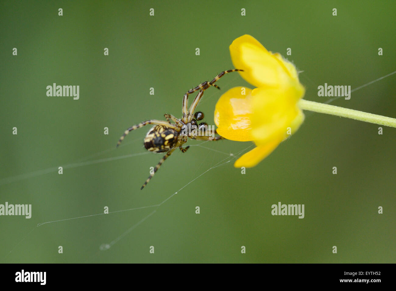 Standard leaf wheel spider hi-res stock photography and images - Alamy