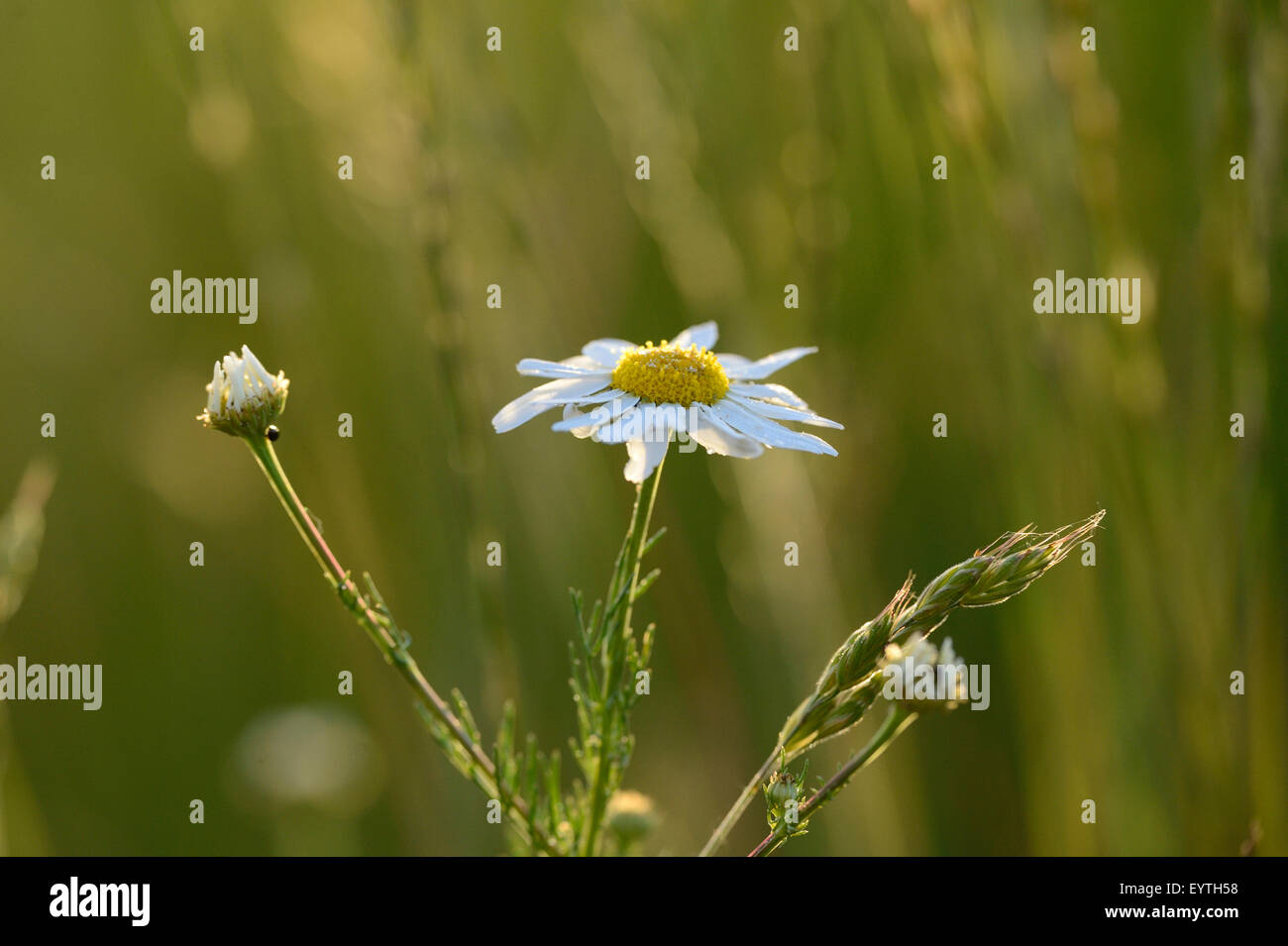 Matricaria inodora hi-res stock photography and images - Alamy