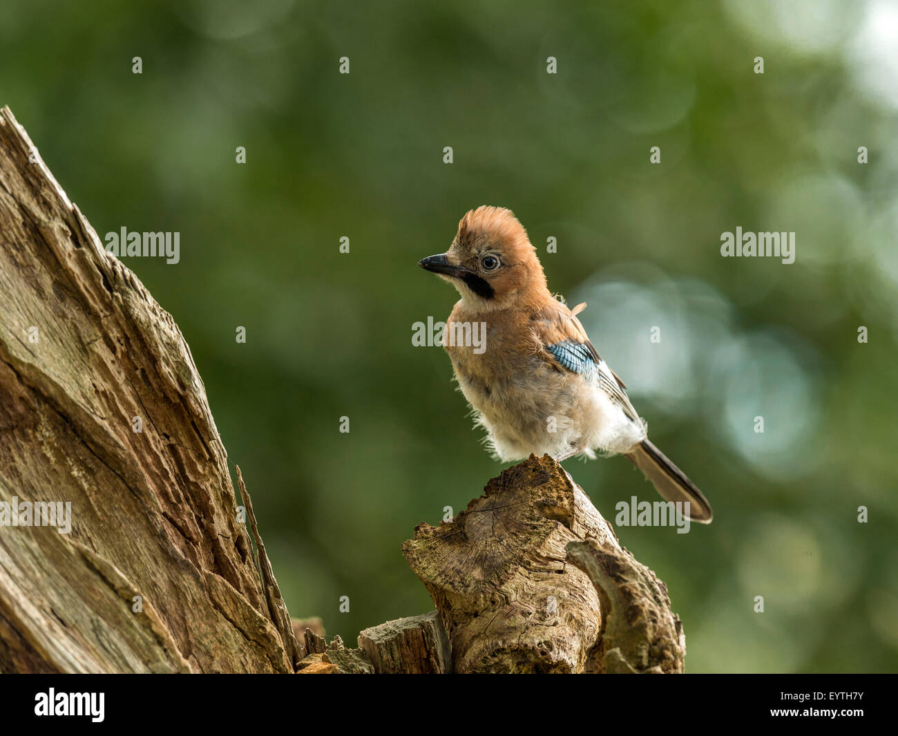 Juvenile Jay depicted perched on an old dilapidated wooden tree stump ...