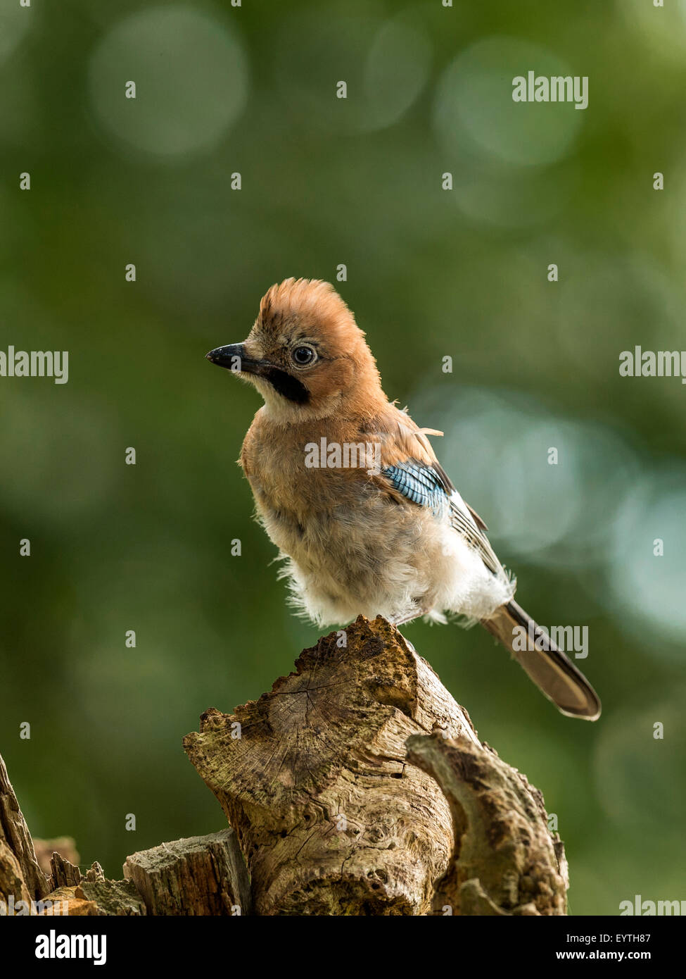 Juvenile Jay depicted perched on an old dilapidated wooden tree stump ...