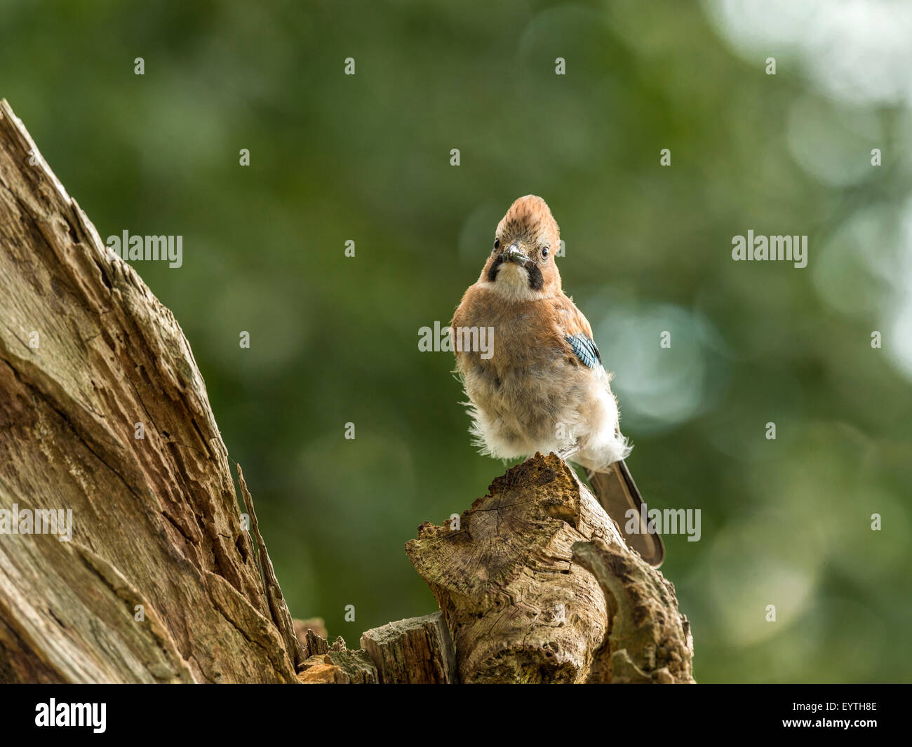 Juvenile jay hi-res stock photography and images - Alamy