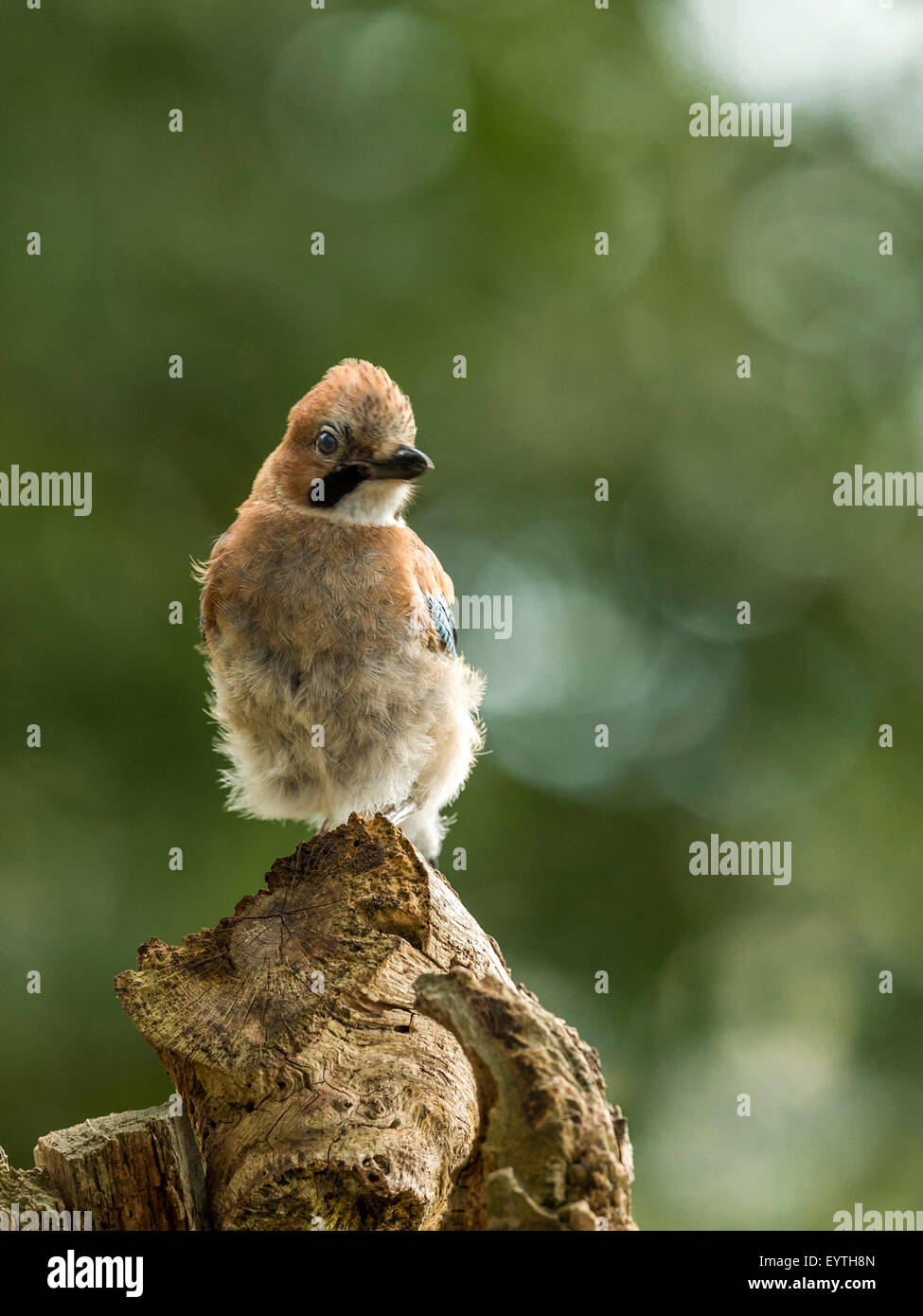 Juvenile jay hi-res stock photography and images - Alamy